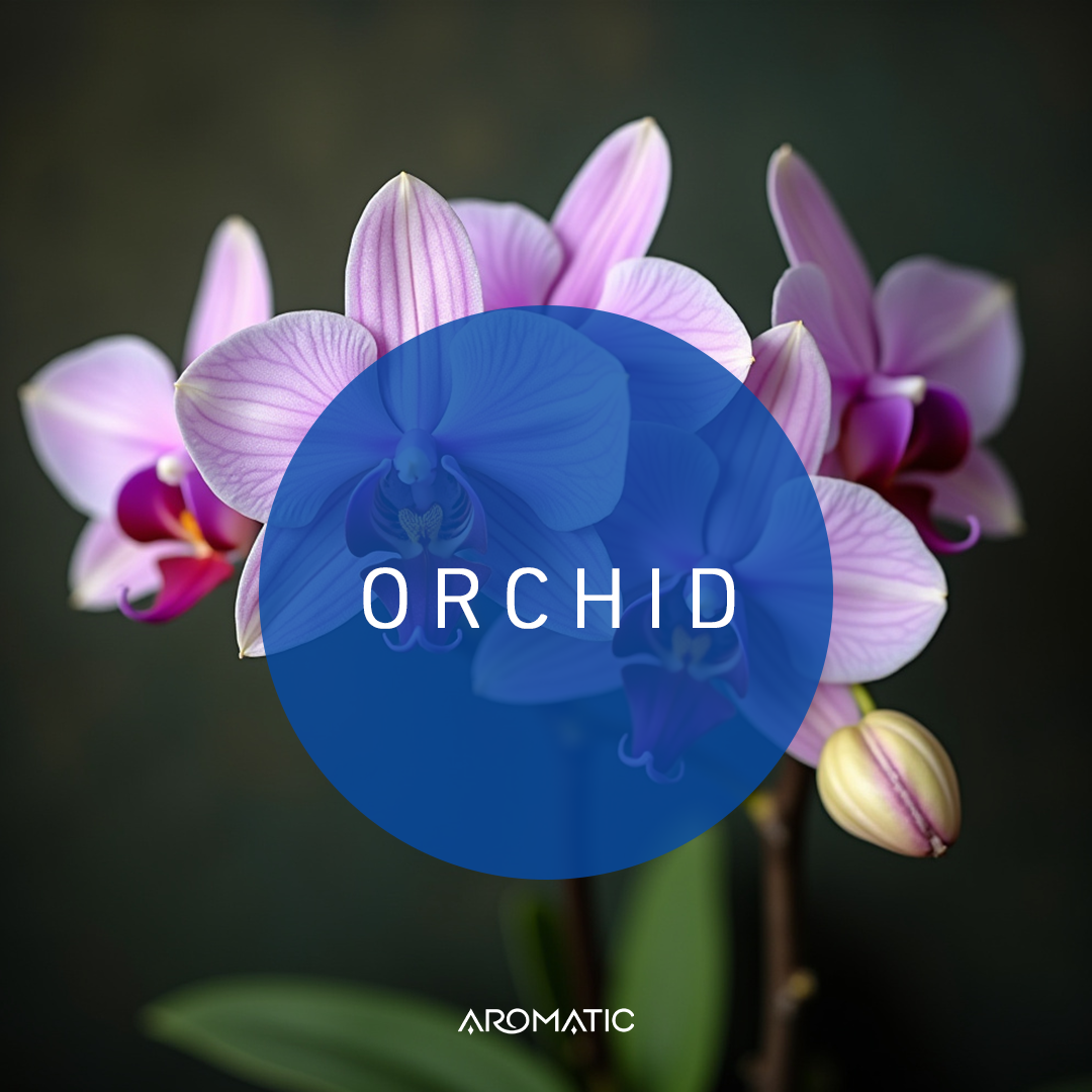 Discover Orchid Fragrance Oil from Aromatic – Enjoy Magic